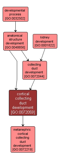YRC Public Data Repository - Gene Ontology - cortical collecting duct ...